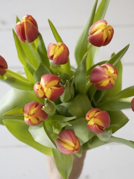 Blumen Risse Gartencenter Recklinghausen | Landschaftsgärtnerei in ...