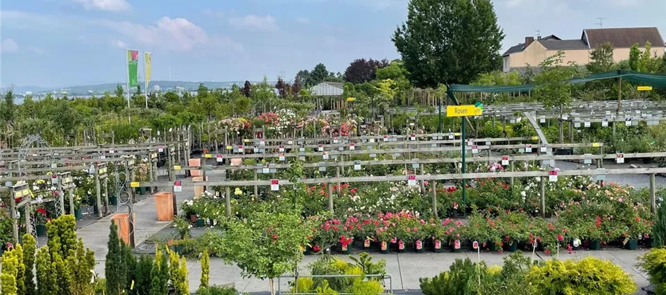 GartenBaumschule Fuhs, Michael Fuhs | Landschaftsgärtnerei in Alfter
